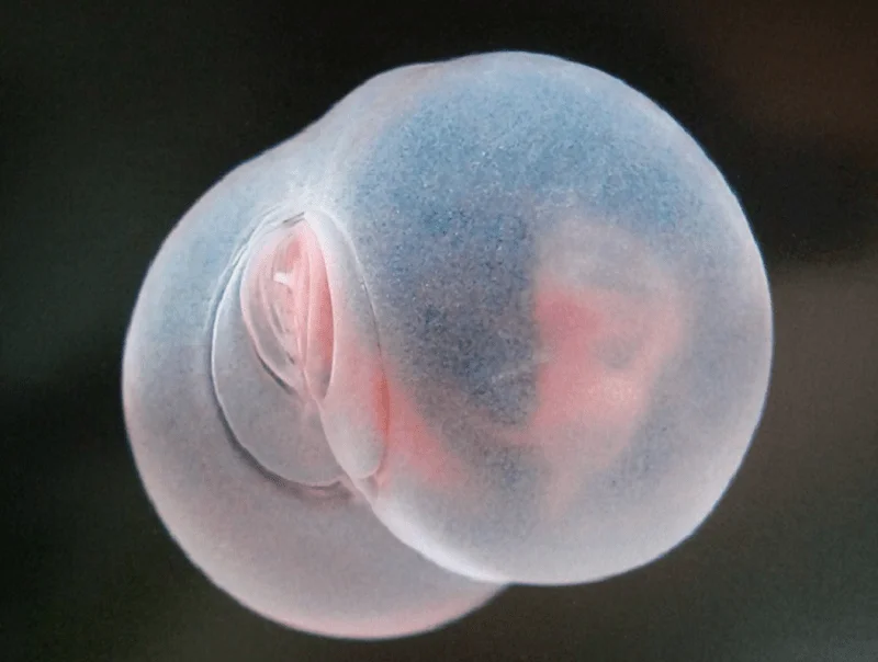 У Тихому океані виявили дивну тварину - T4 - сучасні технології та наука