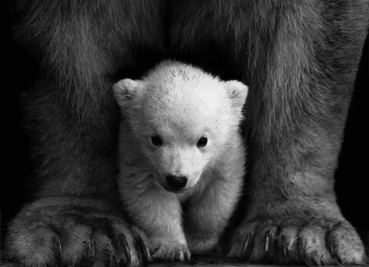 Дивовижно схожий на людину: як виглядає найменший в світі ведмідь - T4 ...